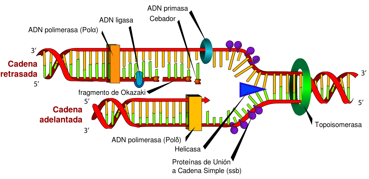 Descripción de la tarea | BI2 - Tarea 3.2: El dogma central de la biología
